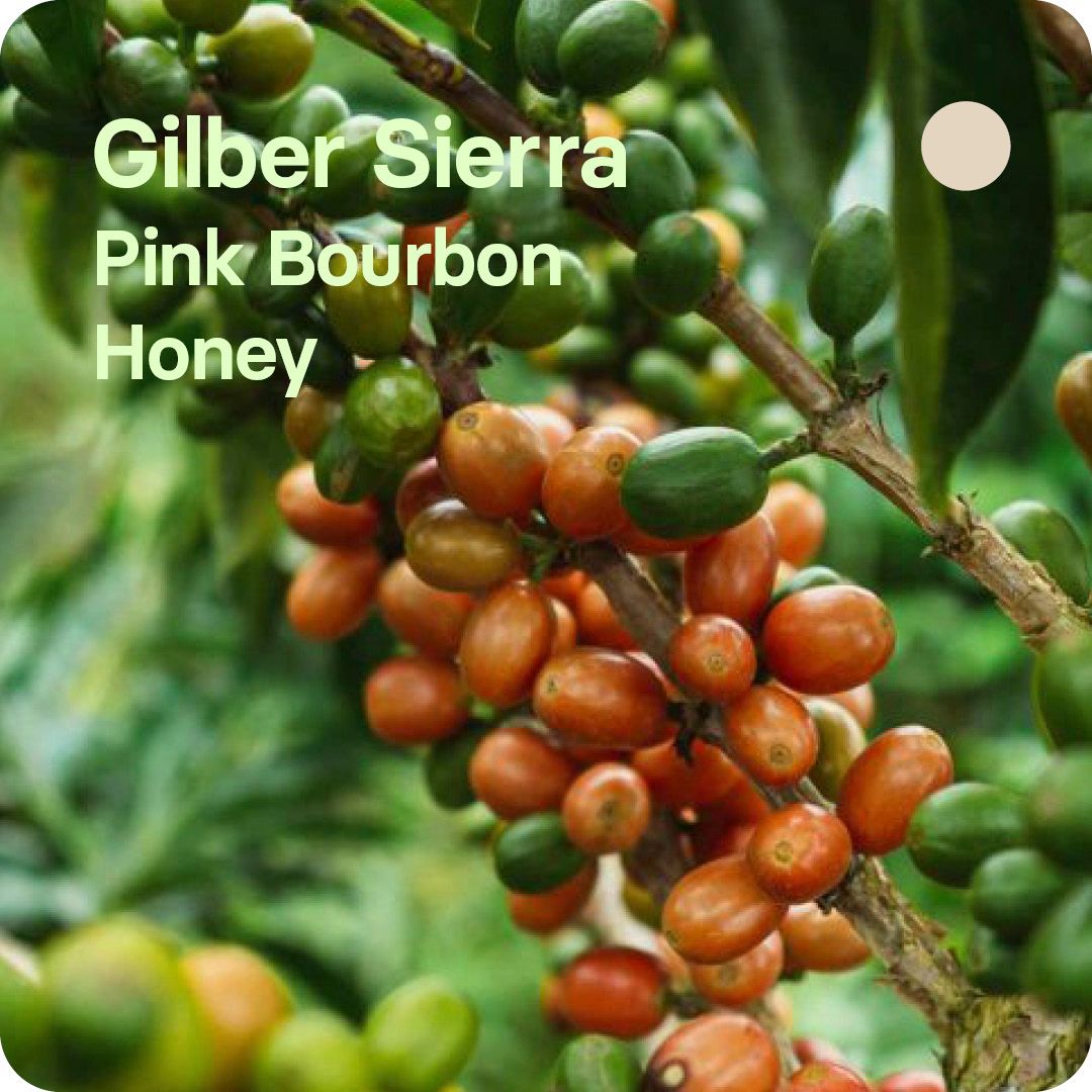 Gilbert Sierra Colombia - specialty coffee beans | TheBeanGeek