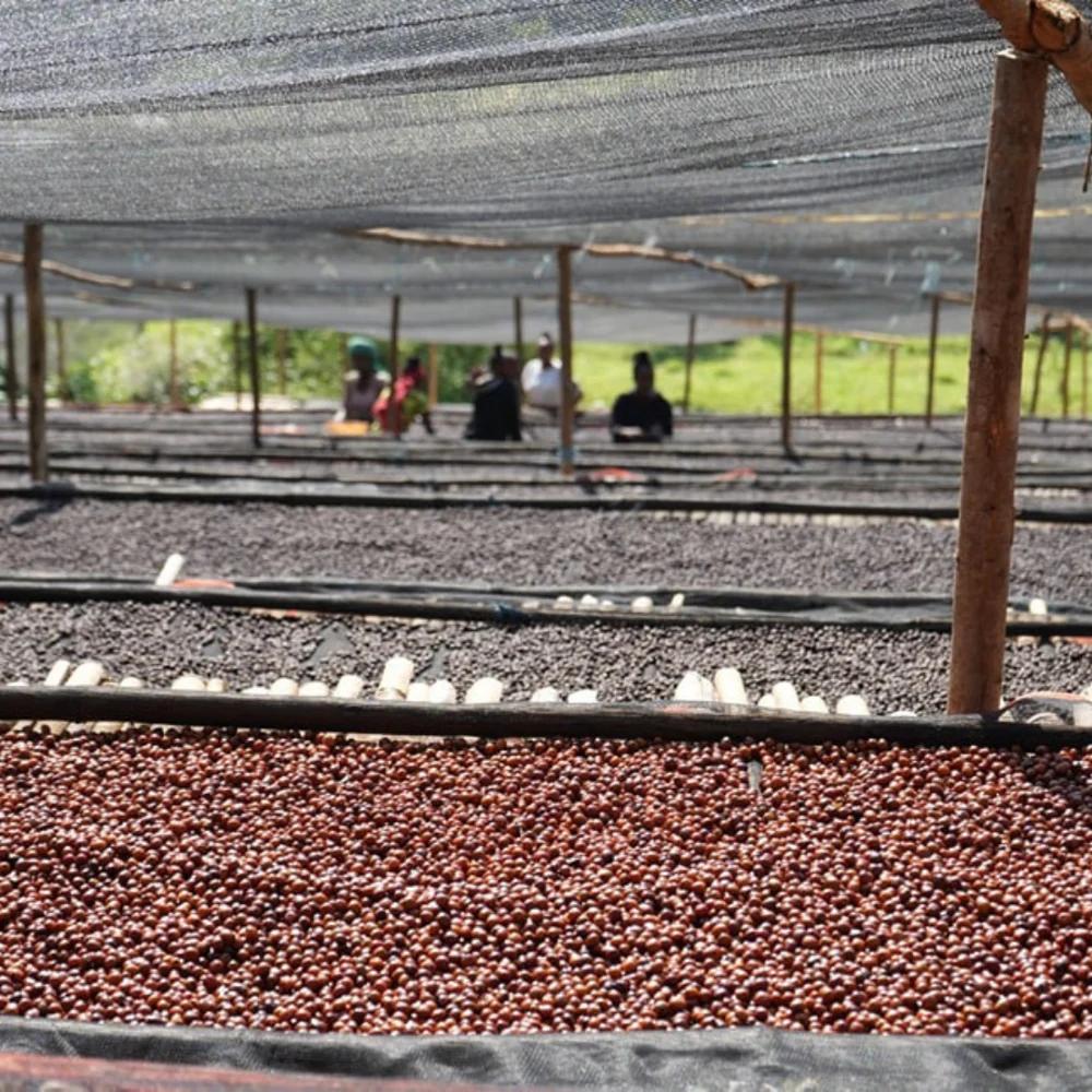 Ethiopia - Niguse Gemeda Mude - Slow Shade Drying (COE Winner #1, 2020 ...