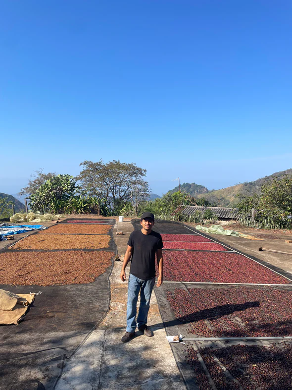 Corral del Diablo - Guerrero - Anacafe 14 - Natural - specialty coffee ...