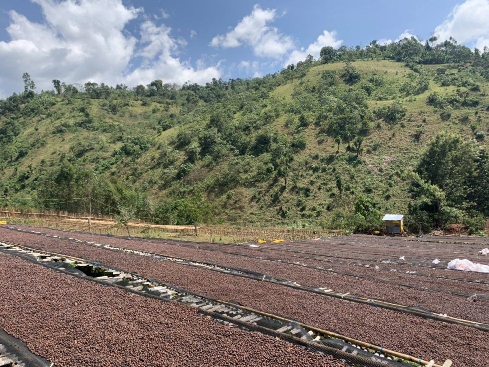 Ethiopia Daye Bensa Ashenafi Argaw Anaerobic Natural - specialty coffee ...