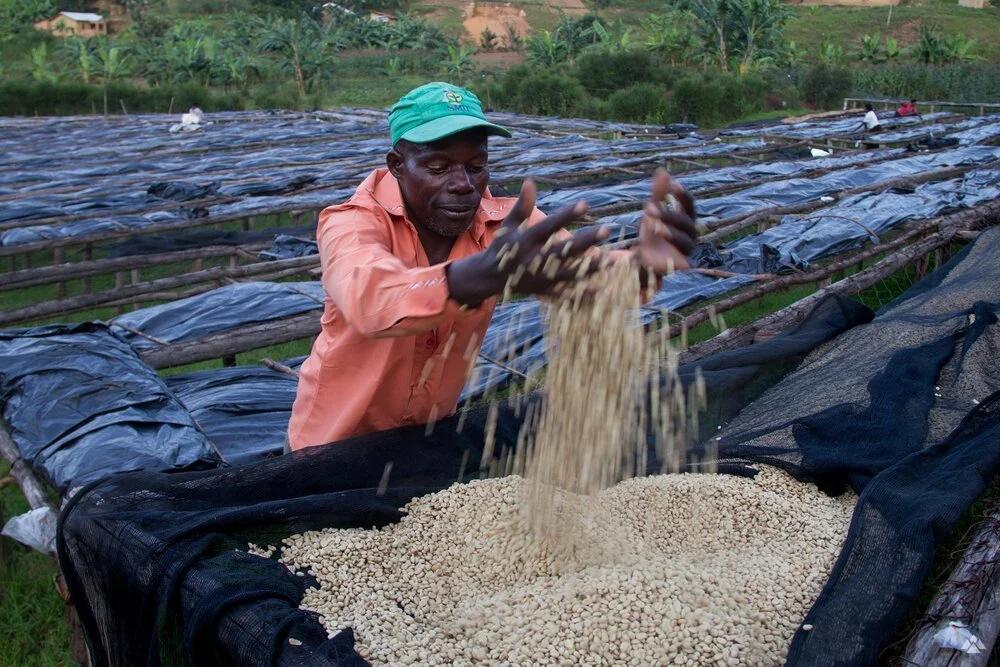 Peru - Wilder Garcia Geisha - Specialty Coffee Beans | TheBeanGeek