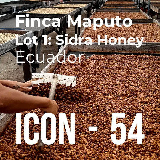 ICON 54 - Finca Maputo Lot 1 Sidra Honey - specialty coffee beans ...