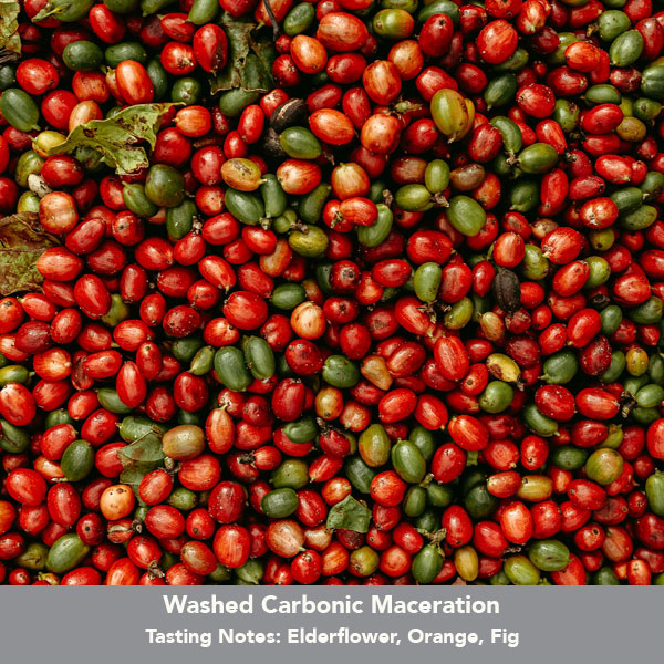 Colombia Mikava Santuario Washed Carbonic Maceration - specialty coffee ...