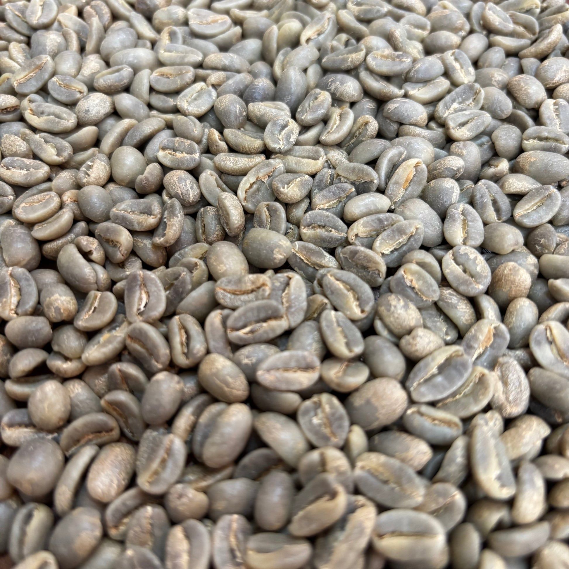 COE Honduras 9 Itacayo Anaerobic Washed Geisha Green - specialty coffee ...
