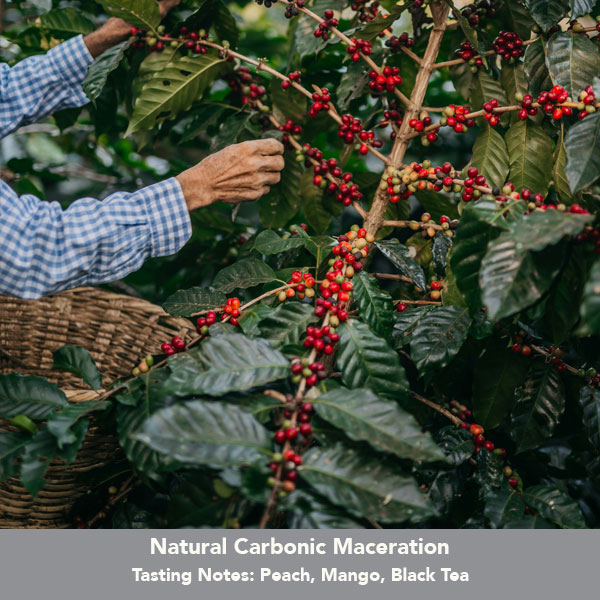 Colombia Mikava Santuario Natural Carbonic Maceration - specialty ...