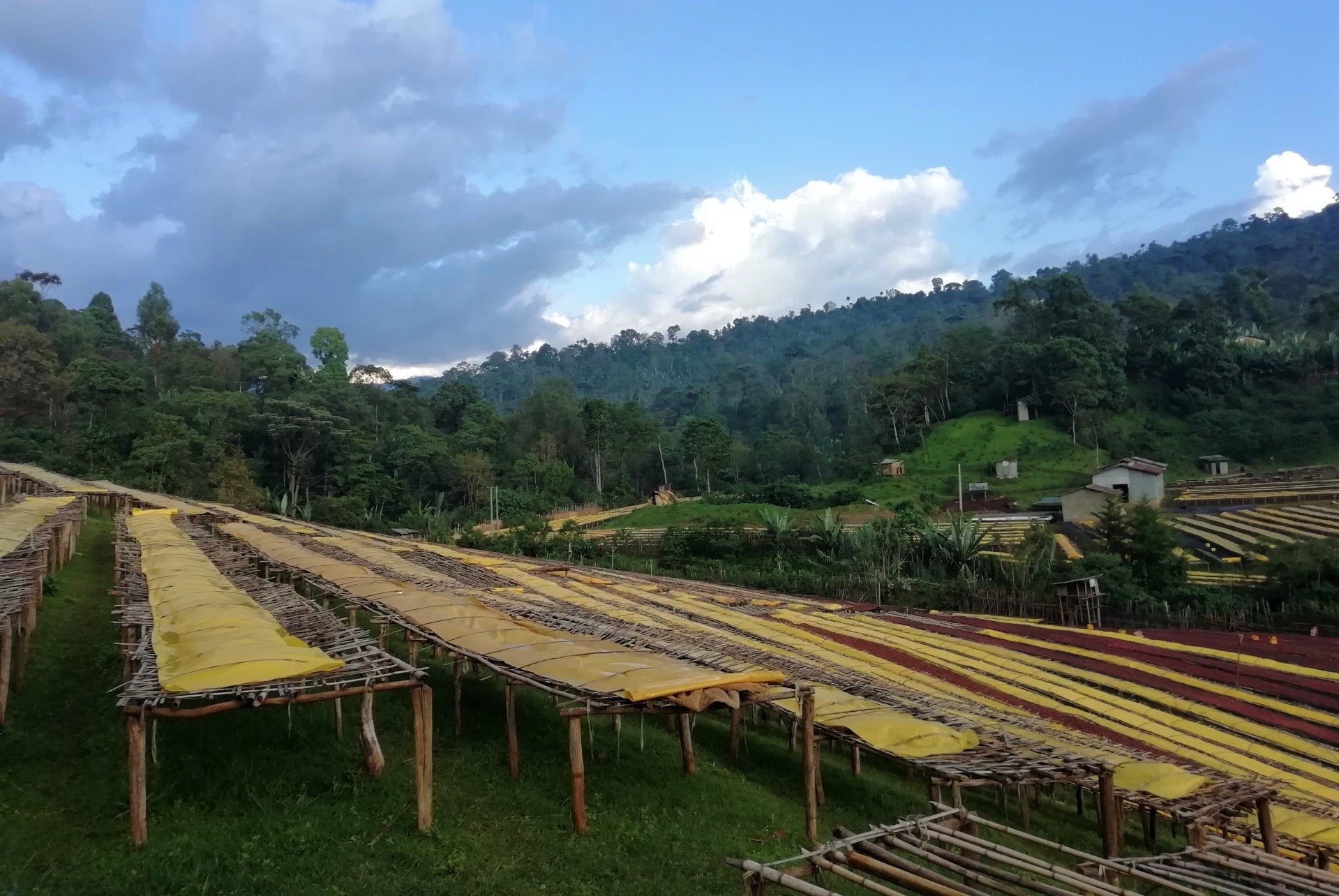 Ethiopia Yirgacheffe Adame Kebele Grade Zero Washed - specialty coffee ...